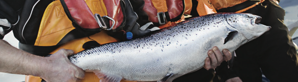 Salmar Settefisk Norway - Primozone